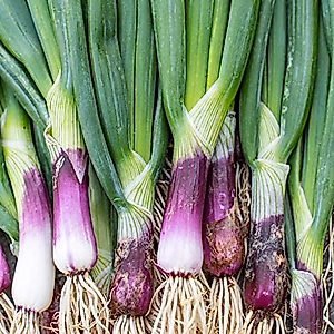 CHUXAY GARDEN Scarlet Bandit Bunching Onion 100 Seeds Purple Onion Vegetables Rare Special Flavor Seasoning Plant Grows in Garden and pots