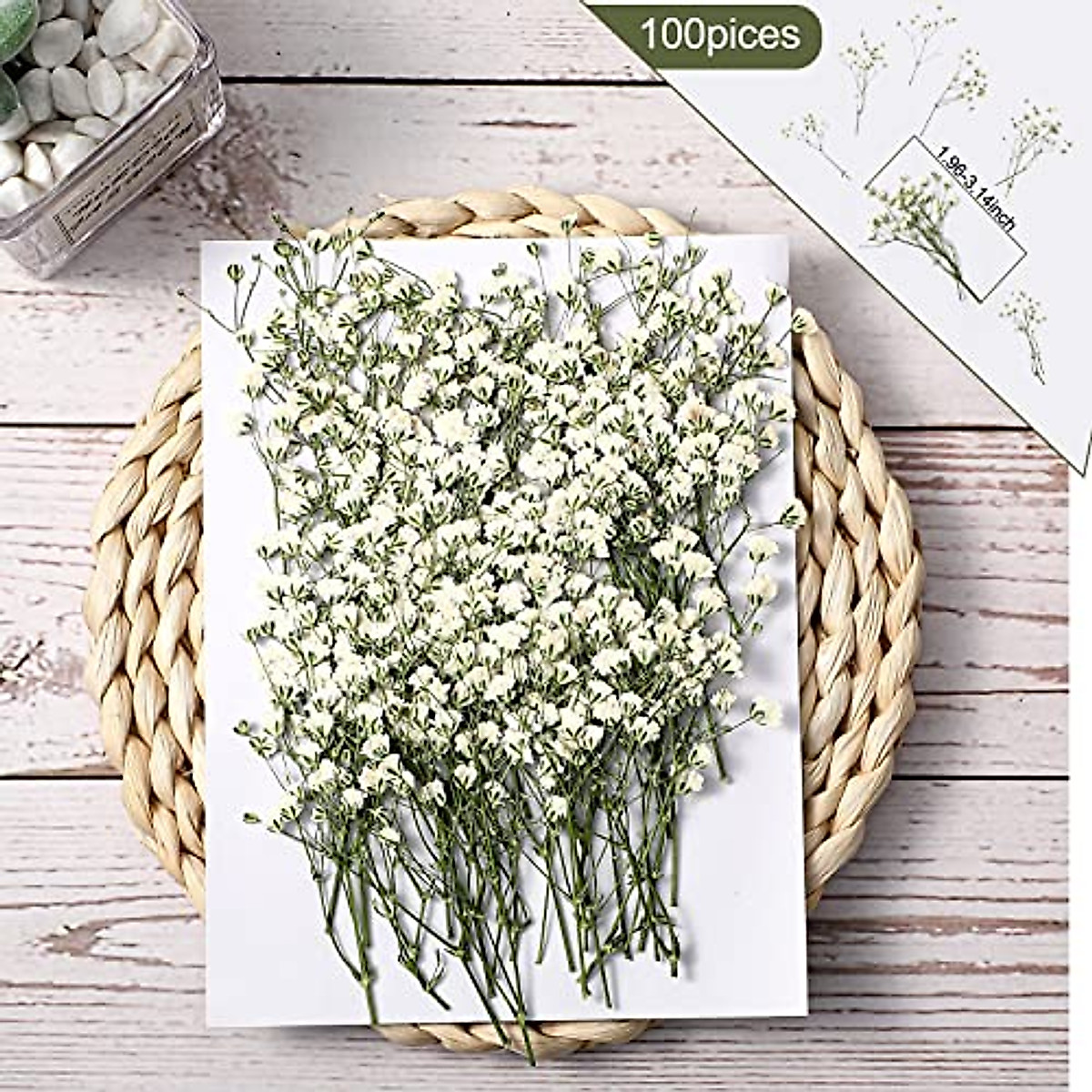 Dried Babys Breath Flowers Bouquet Ivory White Babys Breath Real Flowers Natural Gypsophila Branches Dry Pressed Gypsophila for Wedding Resin Art Craft DIY Card Making Home Party Decor (100 Pcs)