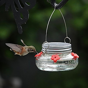 Nature's Way Bird Products MJF1 Nature's Way Mason Jar Hummingbird Dish Feeder, Clear 4" dia.