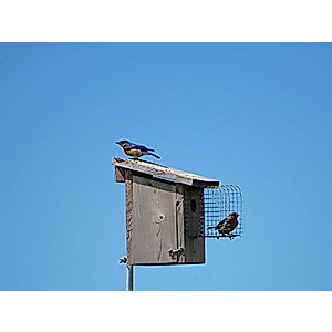Flowing River Farm- Bird House Wire Entrance Predator Guard