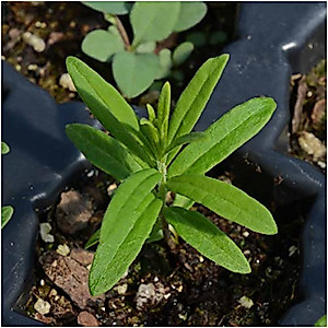 Seed Needs, Butterfly Milkweed Seeds for Planting (Asclepias tuberosa) Heirloom, Open Pollinated & Untreated, Attracts Monarch Monarchs (2 Packs)