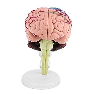 Brain Model Disassembled Human Anatomical Model Colorful 4D Structure Teaching Learning Tool for General Anatomical Study