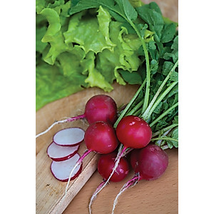 Burpee Cherry Belle Radish Seeds 2000 seeds