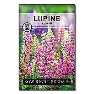 Sow Right Seeds - Perennial Flower Garden Collection for Planting - Russell Lupine, Black-Eyed Susan, Shasta Daisy, Purple Coneflower, and Blue Columbine; Heirloom Seeds, Wonderful Gardening Gift