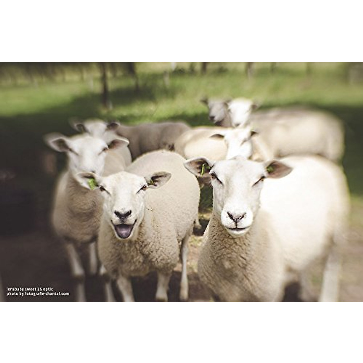 Lensbaby Composer Pro II with Sweet 35 Optic for Sony A