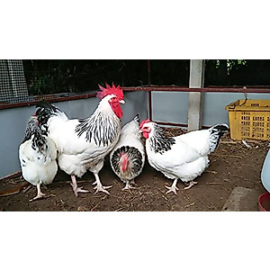 SPEED SUPER NANO DROP 35 ML. Essential Amino Acids Rooster Booster Vitamins Chicken Supplement For Fast Proven Recovery Body & Energy, Blood Care Build Muscles Feed Poultry Fighting Gamecocks Hen Food