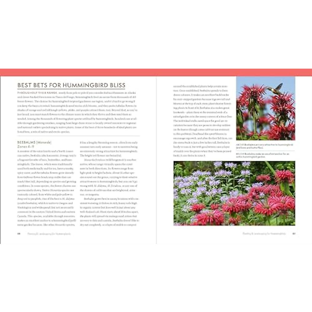 The Hummingbird Handbook: Everything You Need to Know about These Fascinating Birds