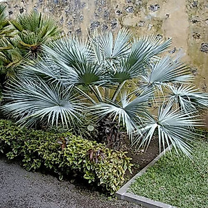 CHUXAY GARDEN 7 Seeds Brahea Armata,Mexican Blue Palm,Blue Hesper Palm Large Evergreen Tree Attractive Appearance Great Ornamental Plant
