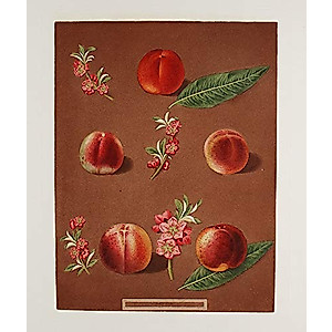 [Nectarine] Dutillees Nectarine; Burgnon's Old Nectarine; Brugnon's Round Nectarine; Murray Nectarine; Newington Nectarine