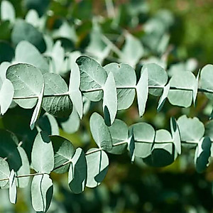 Eucalyptus Cinerea Seeds Silver Dollar Eucalyptus Distinctive Round, Silvery-Blue Leaves Fast-Growing Drought-Tolerant Adds Unique and Attractive Element to Gardens Landscapes 25Pcs by YEGAOL Garden