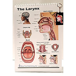 Speech Language Pathology SLP Charts Complete Series with QR Codes for Animation with Mini Head Model, Swallowing, Brain, Larynx, Lungs, Speech Articulation, Voice and More