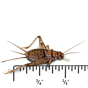 Josh's Frogs 1/2" Banded Crickets (72 Count)