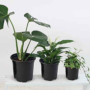 RAOOKIF 100 Pack Nursery Pots, 4 5 6 Inch Nursery Pot for Plants, Plastic Plant Pots with Drainage Holes, Garden Flower Pots for Transplanting, Succulents, Cuttings, Seedlings(4inch,100pcs)