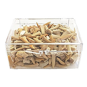Box of Fossilized Shark Teeth - Fossil Collection - 50+ Teeth!
