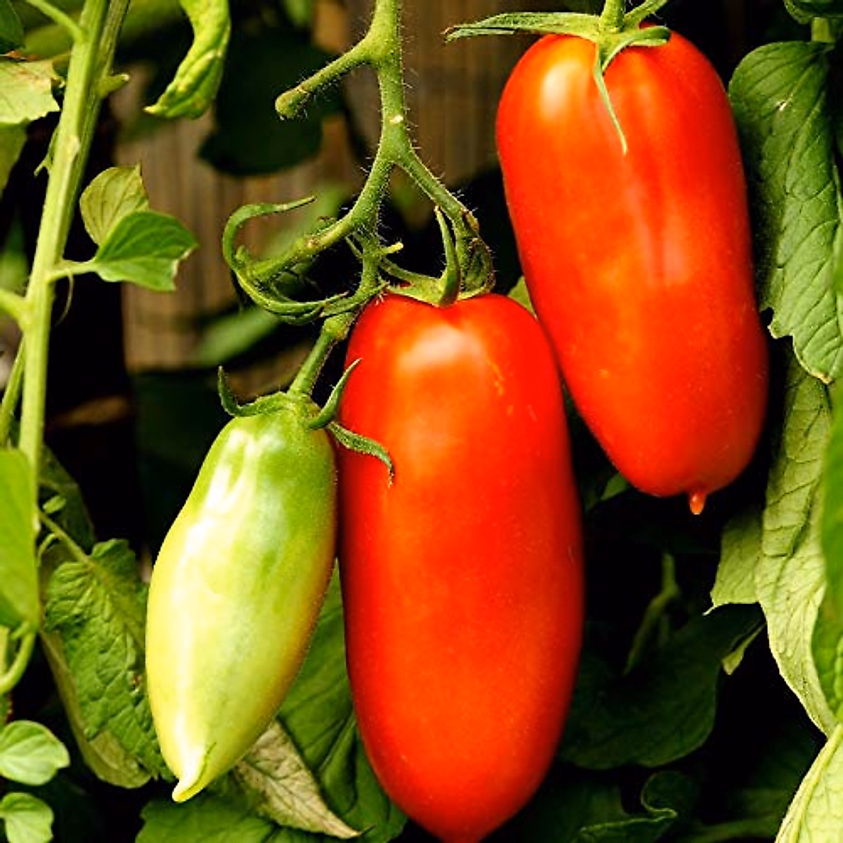 Unique Pepper-Look Tomato Vegetable Garden Seeds for Planting About 40 Seeds
