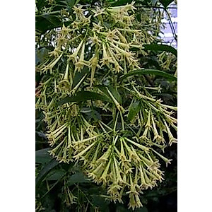 Ohio Grown Night Blooming Jasmine Plant - Cestrum nocturnum - 4" Pot