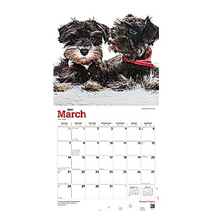 Schnauzer Puppies 2021 Calendar