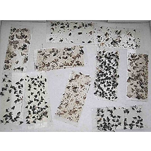 70 pk All Insect/Fly Traps/Sticky Strips/Glue Boards. Trap Flies, Bees, Wasps, Asian Beetles, etc.
