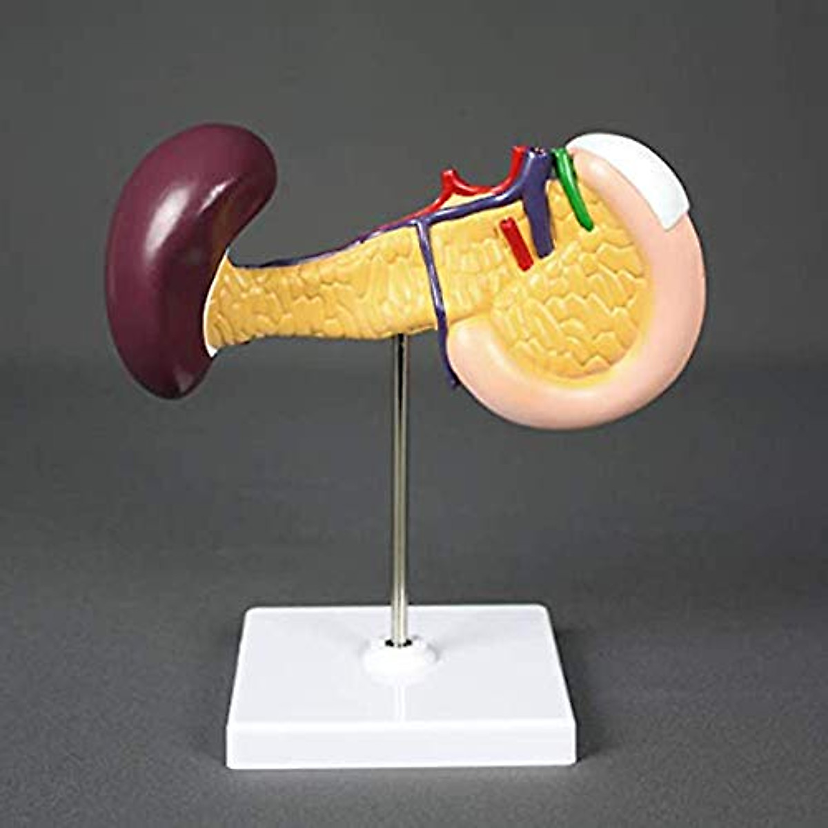 Spleen, Pancreas & Duodenum Model - Realistic Anatomy