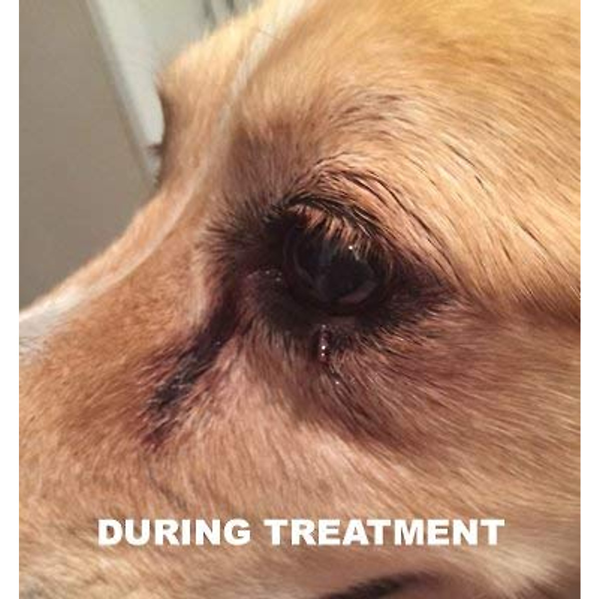 Dog Wart Remover (30ml) 100% Natural Painless Dog Warts Removal Treatment Skin Tag & Wart Remover for Dogs 1oz