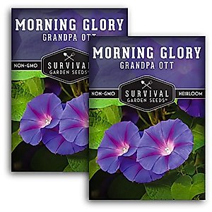 Survival Garden Seeds - Grandpa OTT Morning Glory Seed for Planting - 2 Packs with Instructions to Plant and Grow Ipomoea Purpurea in Your Home Vegetable Garden - Non-GMO Heirloom Variety