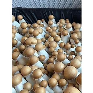 Myco Labs Premium Bulk Mushroom Substrate Mix | Fully Pastuerized | Maximum Yield | for Dung & Grain Loving Mushrooms (5 LBS)