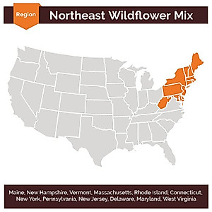 Northeast Wildflower Seed Mix - 1/4 Pound - Mixed Wildflower Seeds, Attracts Bees, Attracts Butterflies, Attracts Hummingbirds, Attracts Pollinators, Easy to Grow & Maintain, Cut Flower Garden