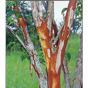 Large William Toovey Tree Crape Myrtle, Matures 16ft+, Dark Pink Flower Clusters, Amazing Fall Foliage and Exfoliating Gray/Yellow/Red Bark, Ships 2-4ft Tall, Well Rooted in Pot with Soil (20)