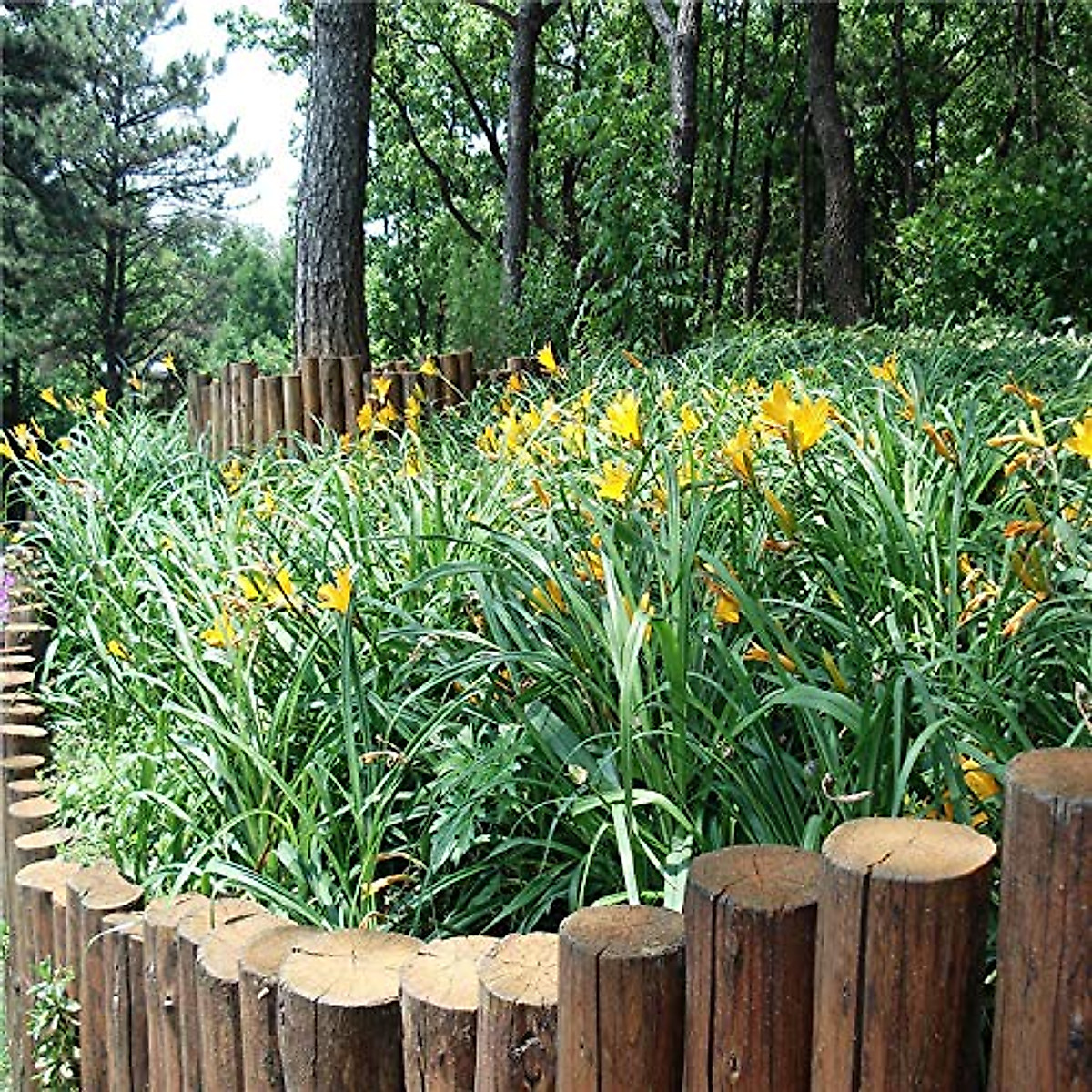 50+ Mixed Hemerocallis Hybrida Daylily Flowers Seeds Perennial Garden Plant Blooming