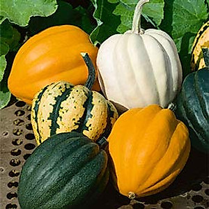David's Garden Seeds Squash Winter Acorn Autumn Blend 25 Non-GMO, Heirloom Seeds
