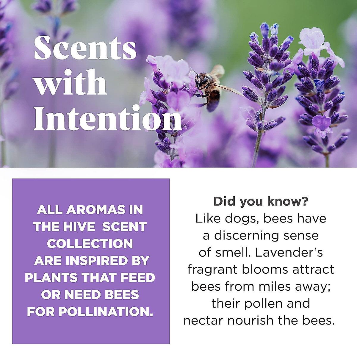 PROJECT HIVE ·PET COMPANY· - Calming Lavender Scented - Hive Dog Fetch Stick for Large Breeds - Dog Stick Toy - Floats in Water - Treat Dispenser Toy - Durable and Tough - Made in The USA