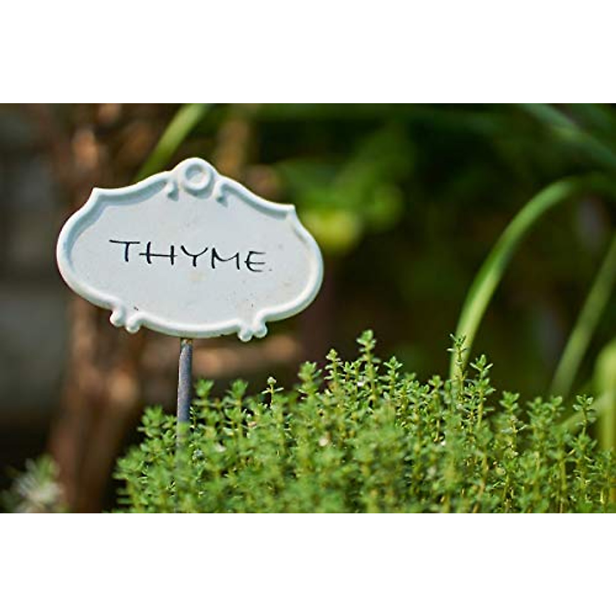 Gaea's Blessing Seeds - Thyme Seeds - Non-GMO - with Easy to Follow Planting Instructions - Herb Thymus Vulgaris 350mg 90% Germination
