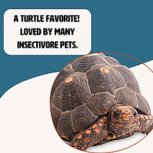 Fluker's Freeze Dried River Shrimp for Reptiles, Packed with Protein and Essential Nutrients, 1 lb. Value Pack