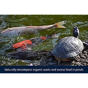Snout & Shell Liquid Aquarium Cleaner for Turtles - Concentrated Bottle Treats 960 Gallons - Reduce Tank Maintenance & Improve Water Safety, 16 Oz