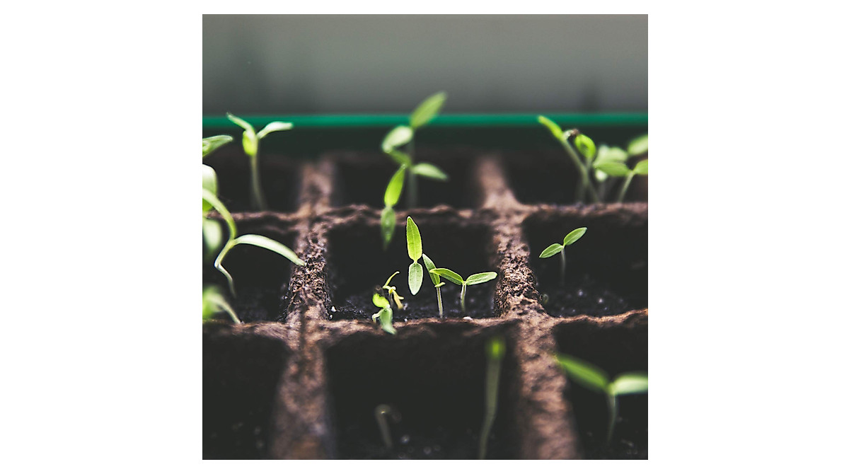 YBB 12 Pack Coco Coir Plant Pot Discs - Eco-Friendly