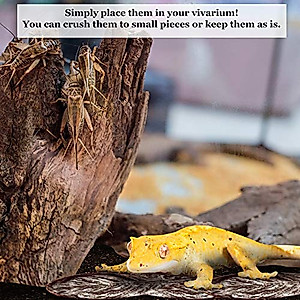 SunGrow Saver Bundle Pack - Catappa Leaves 30Pcs/Pack + Large Leaf Hammock