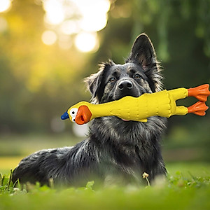 PetLike Squeaky Dog Toys Safe Latex Rubber Dog Toy for Small Medium Dogs Screaming Rubber Duck Dog Toys Set (Duck, 2 Pack)