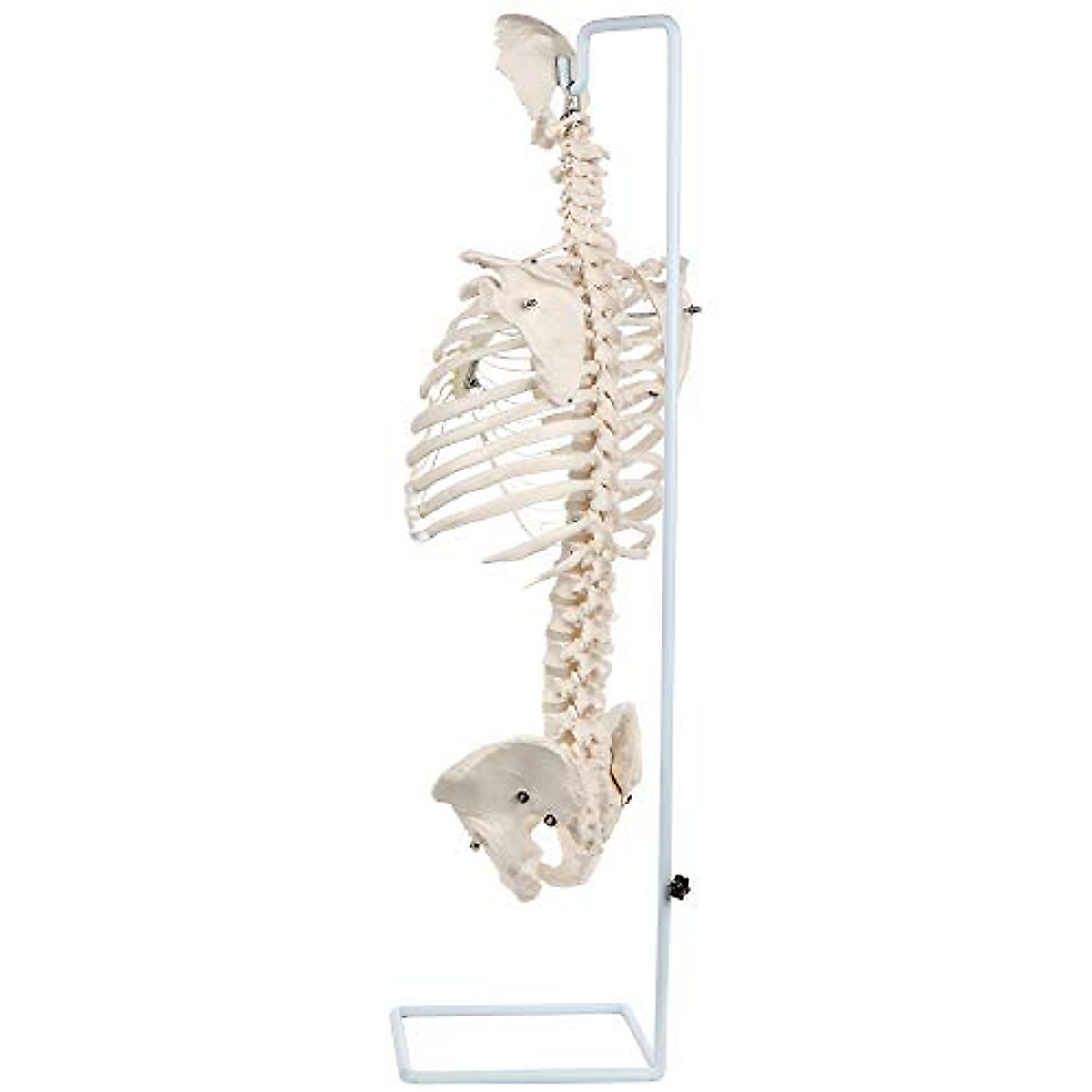Axis Scientific Human Rib Cage Anatomy Model: Life Size Vertebral Column with Complete Vertebrae, Cast from Real Human Bones, Includes Detailed Study Guide, Base Stand
