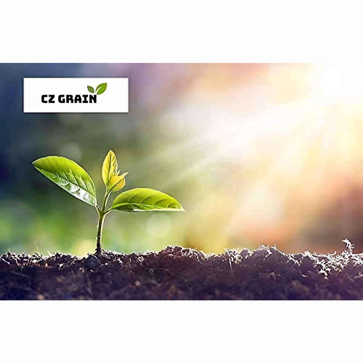 Mini-Me Cucumber Seeds | 10+ Seeds | Grow Your own Food | Mini Vegetable Seeds for Planting