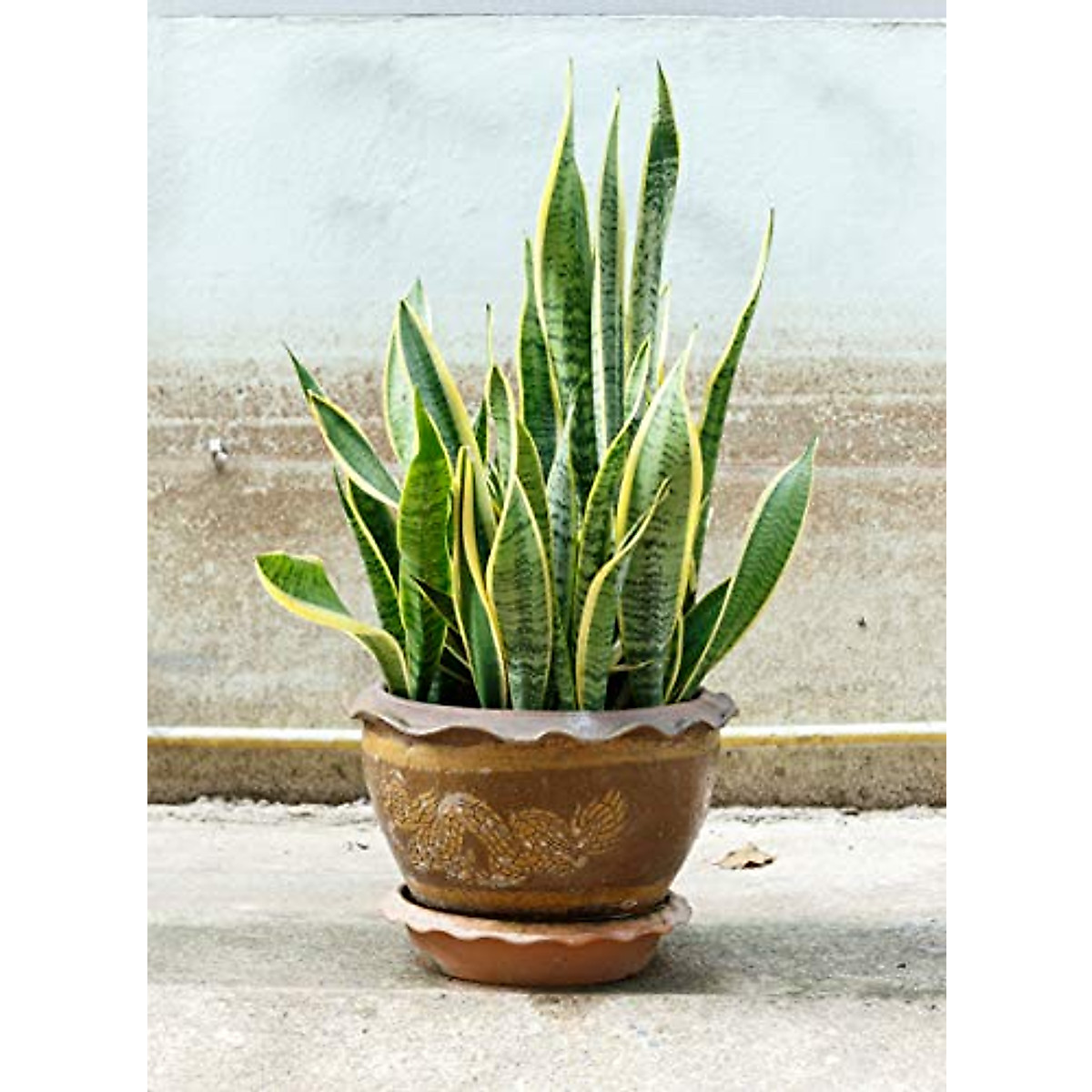 Indoor Plant Food | All-purpose House Plant Fertilizer | Liquid Common Houseplant Fertilizers for Potted Planting Soil | by Aquatic Arts