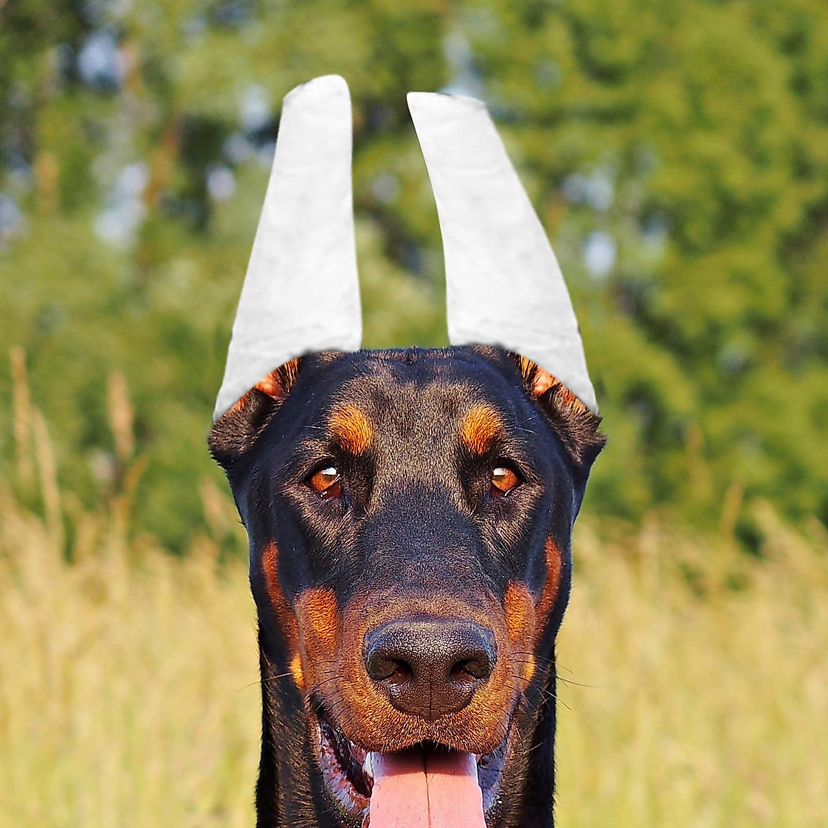 Ipetboom 10pcs Doberman Dog Ear Posting Kit, Dog Ear Stand Up Support Tool Pet Dog Ear Stand Sticker Dog Ear Fixed Correction Vertical Holder for Doberman Police Dogs