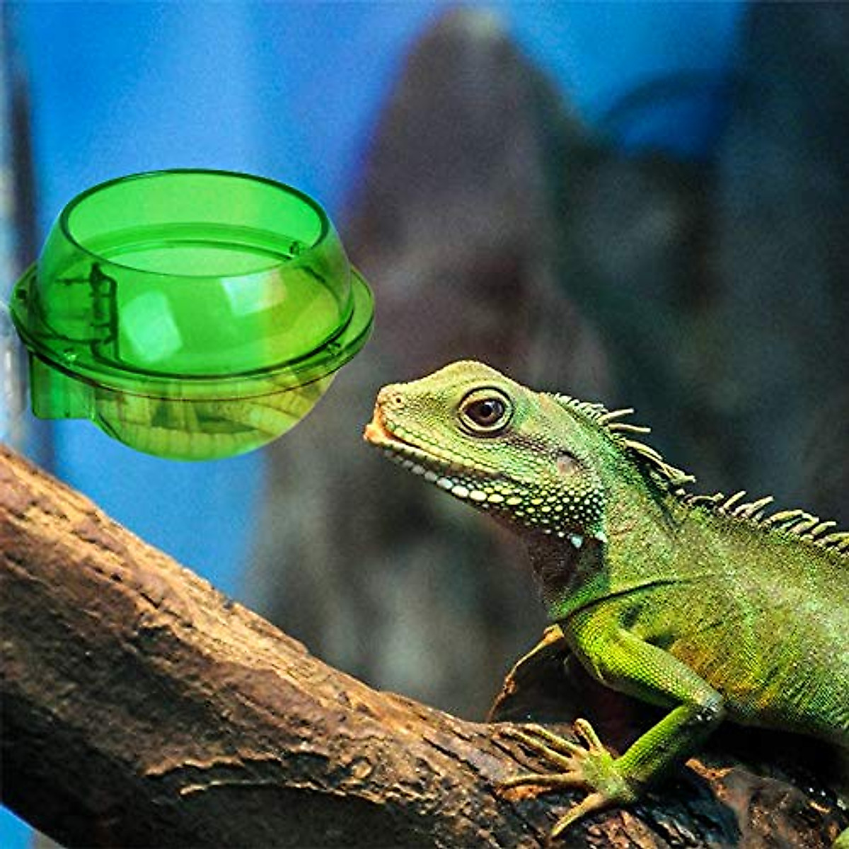 IAFVKAI Suction Cup Reptile Feeder 2PCS Reptile Food Water Feeding Bowl for Chameleon Tortoise Gecko Snakes Iguana Lizard
