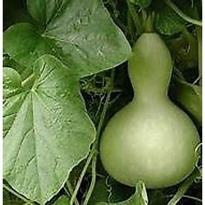 Gourd Seeds Birdhouse Bottle Gourd Seeds, 25 Seed Pack, USA Product.