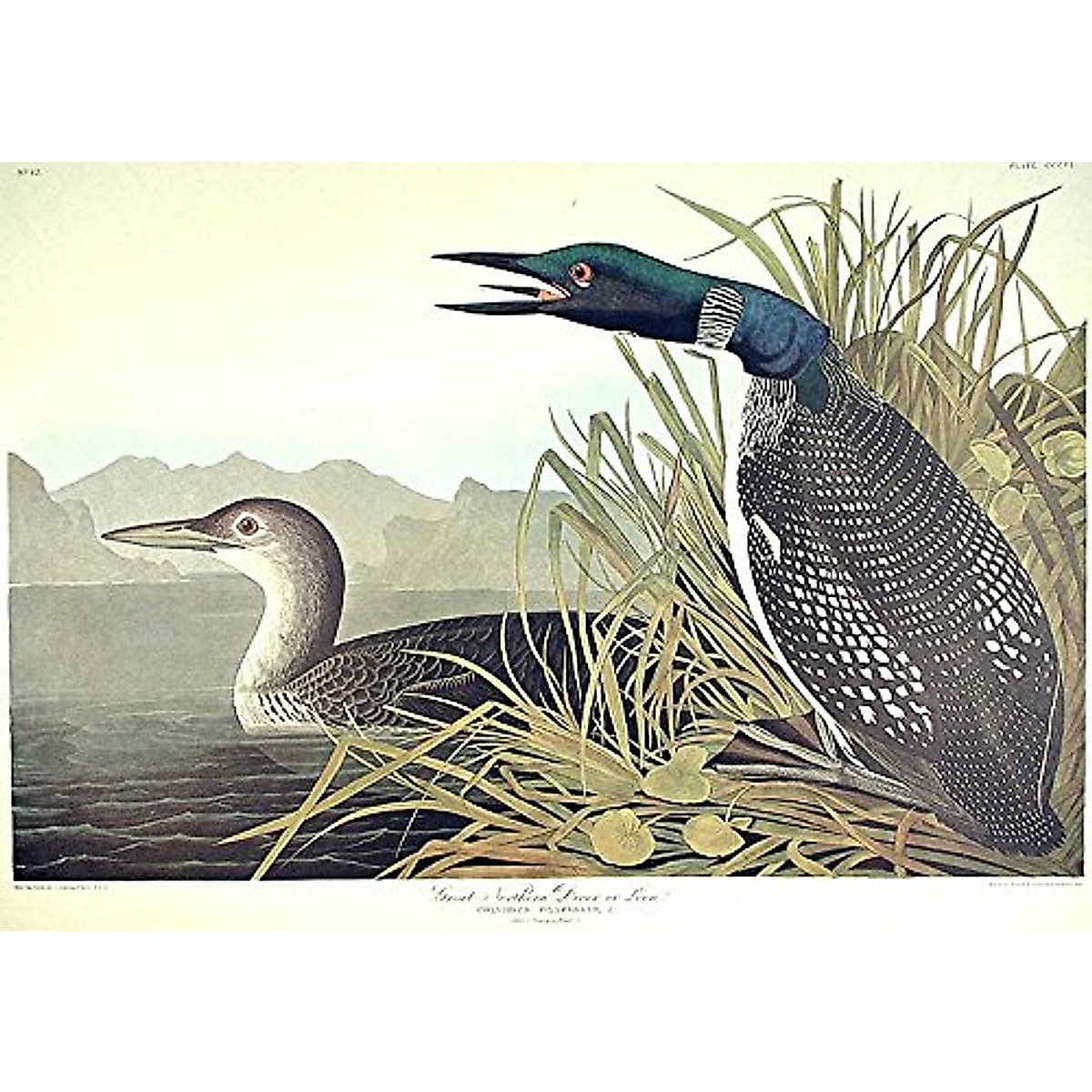 Great Northern Diver or Loon. From"The Birds of America" (Amsterdam Edition)