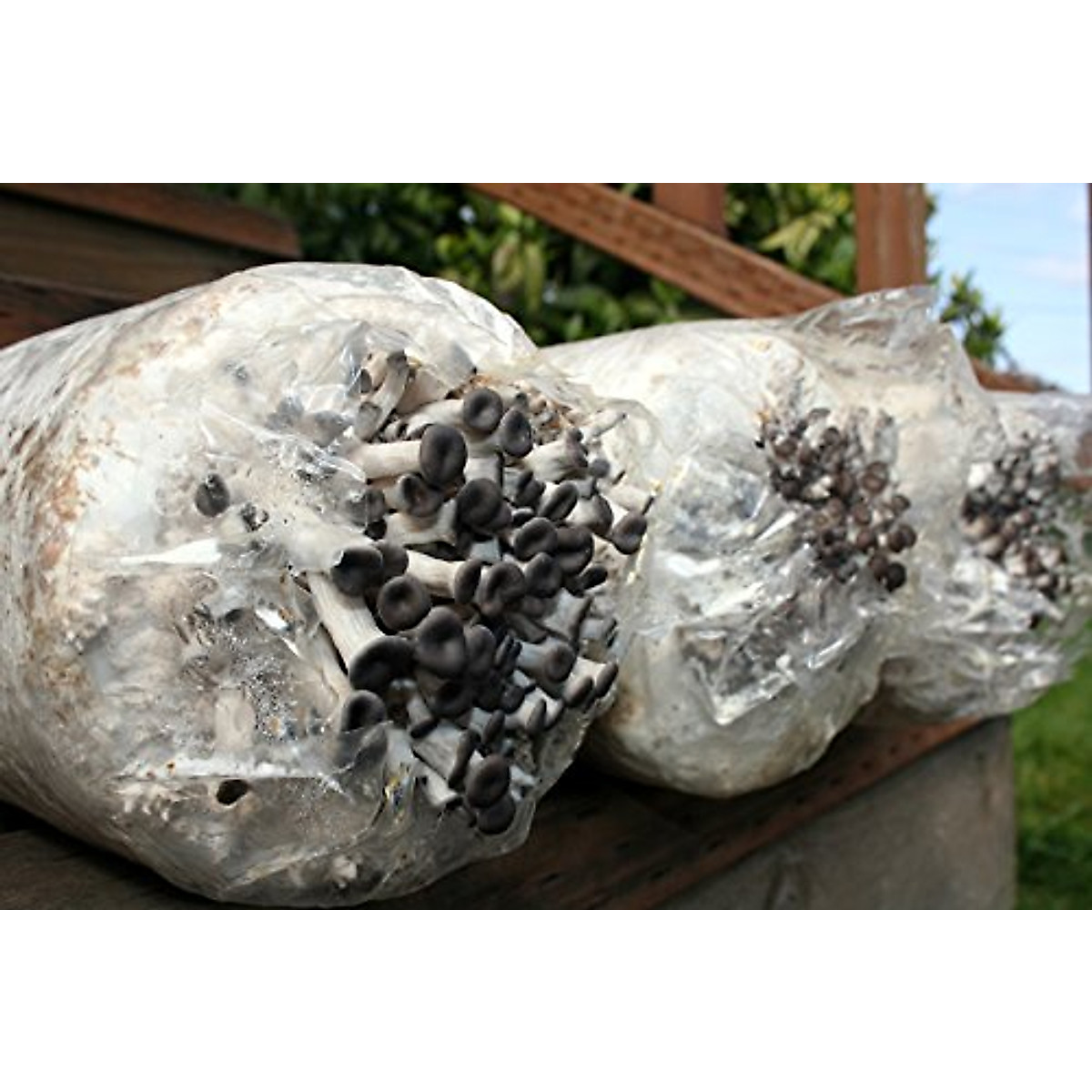 Root Mushroom Farm— Blue Oyster Mushroom Grow kit/ 3.2 pounds Log/Multiple flushes/Everything Included
