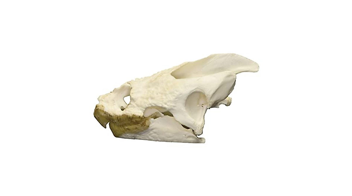 Large Real Snapping Turtle Skull - Quality Specimen