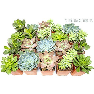 Live Succulents Assortment in Clay Pot, Garden Succulent Planter, Unique Gardening Gifts for Plant Lovers, Live Succulent Plants Live Plants, Live Succulents Plants Live Houseplants by Plants for Pets