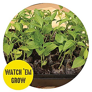 Jiffy 36 Peat Pellet Seed Starting Greenhouse Bundle (Pack of 2)