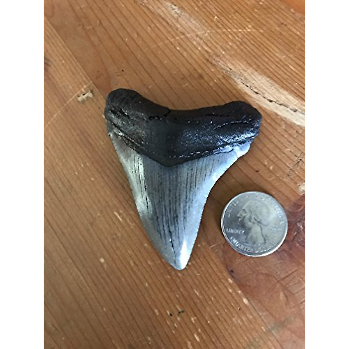 Fossil Megalodon Tooth