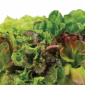 AeroGarden Heirloom Salad Greens Seed Kit, 7-pod, White